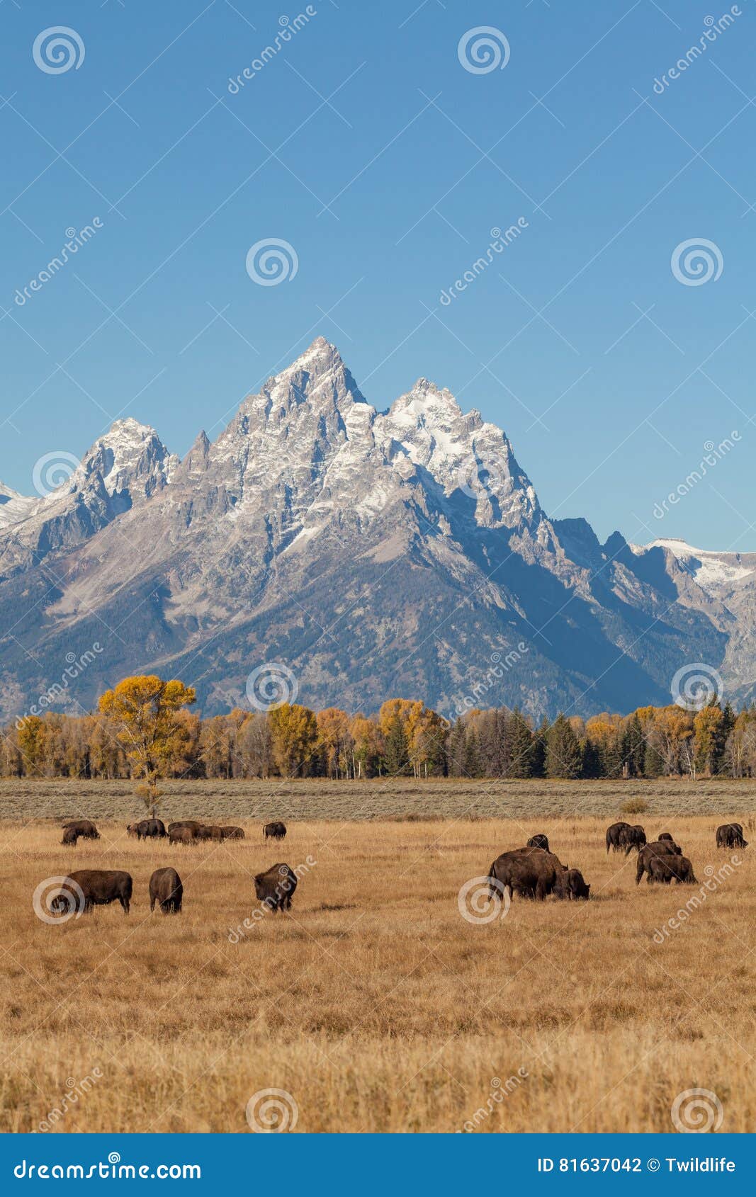 Tetons and Bison Herd in Fall Stock Photo - Image of autumn, national ...