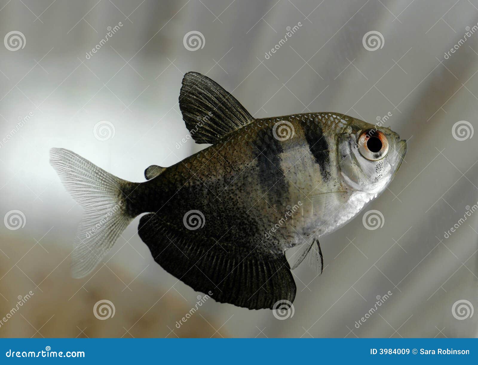 Tetra imagen de archivo. Imagen de tropical, macro, rayado - 3984009