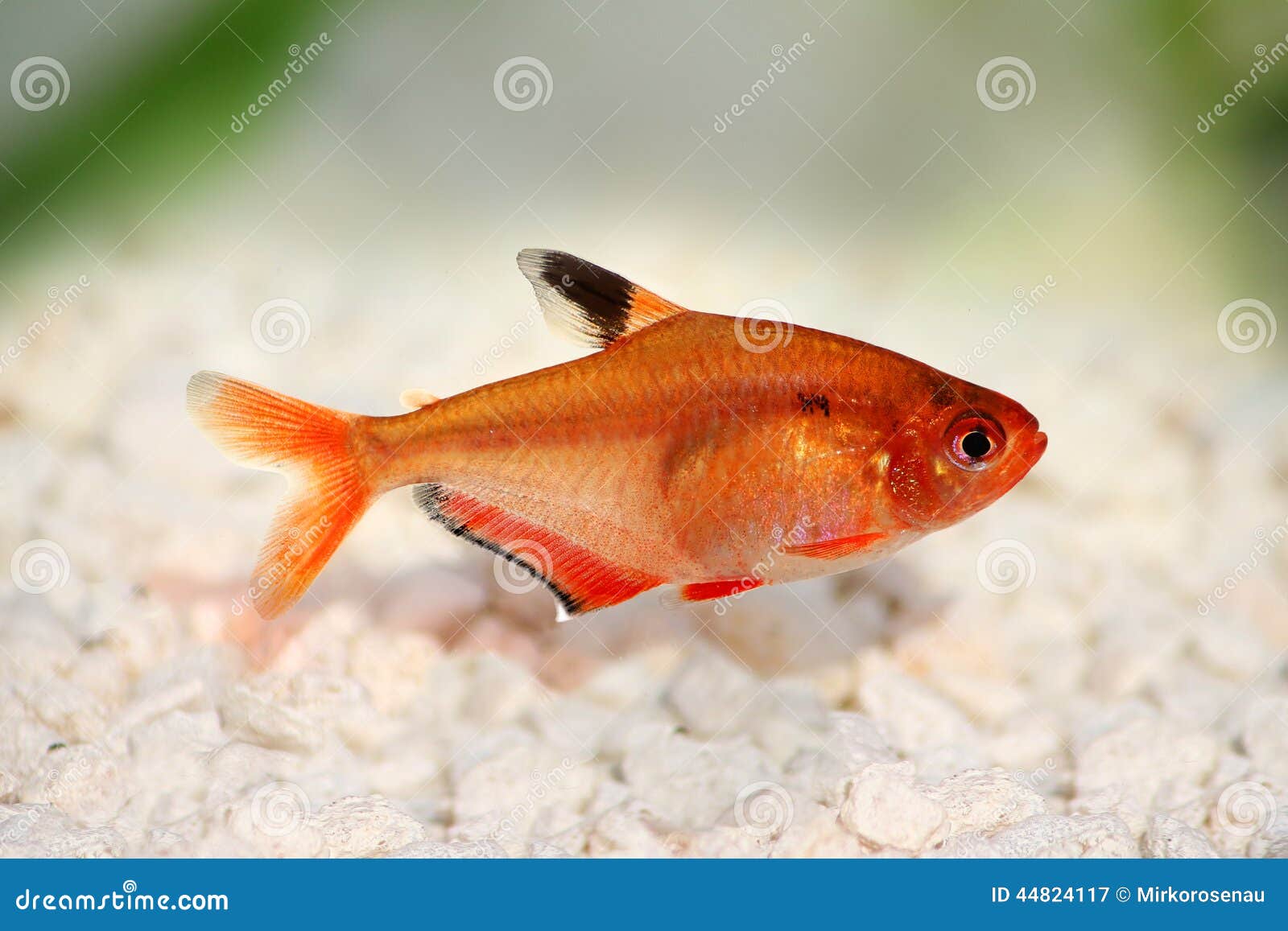 Tetra Barb Hyphessobrycon Eques Del Serape De Serpae Imagen de archivo ...