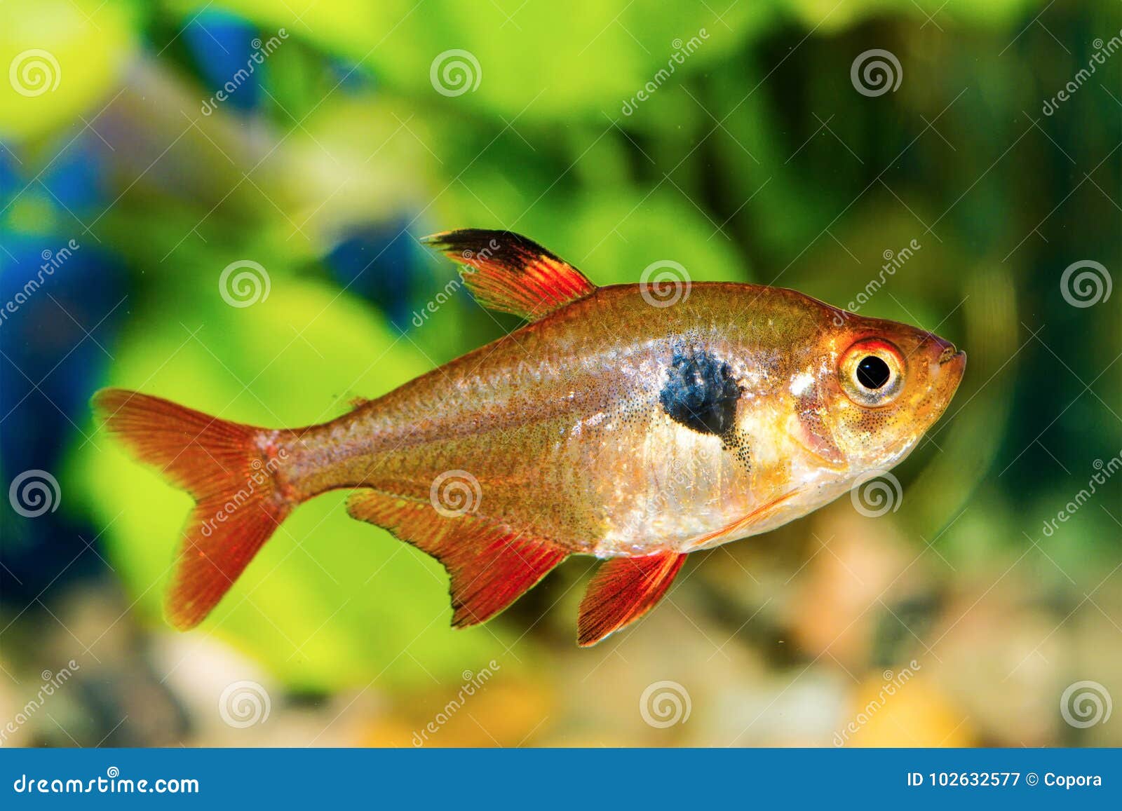 Tetra Fish Hyphessobrycon In A Aquarium Royalty-Free Stock Photo ...