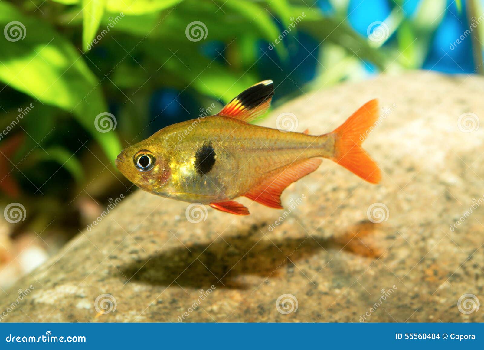 Tetra fish stock photo. Image of tropical, bright, animal - 55560404
