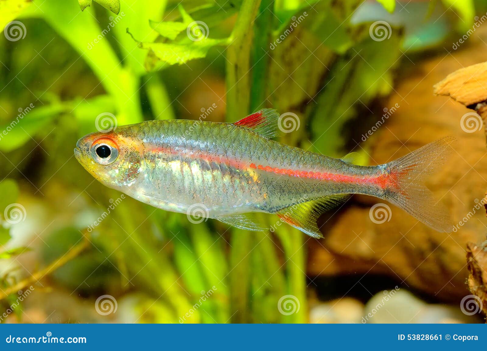 Tetra fisk fotografering för bildbyråer. Bild av nytt - 53828661