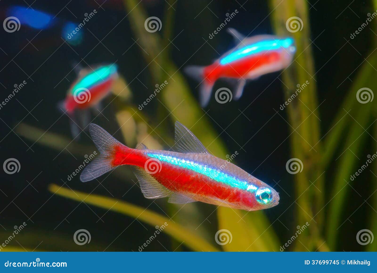 Tetra pesce cardinale immagine stock. Immagine di luminoso - 37699745