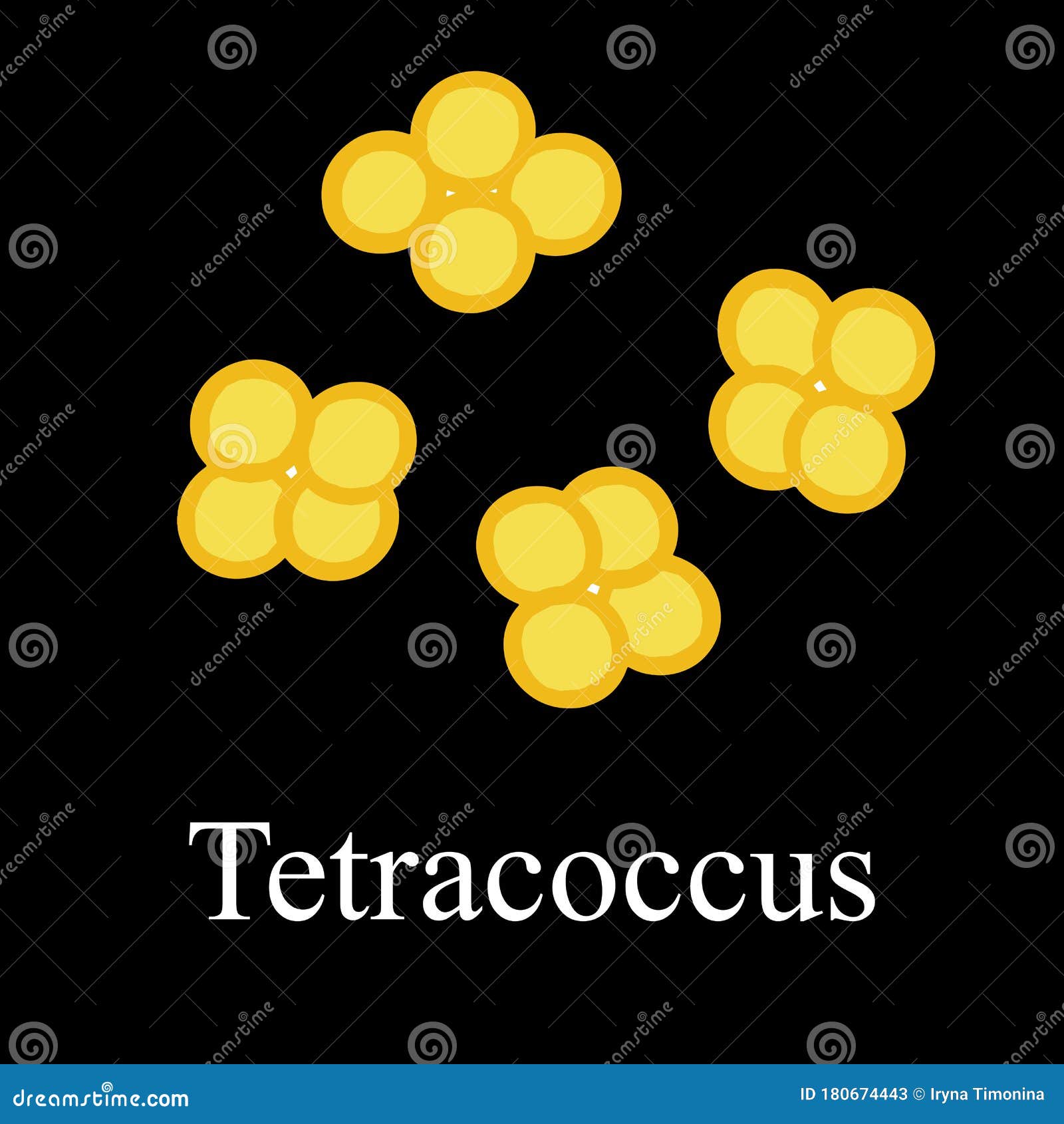 Diplococci Structure. Bacteria Diplococcus. Infographics. Vector ...