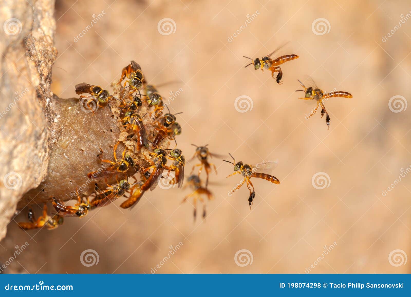 Tetragonisca Angustula Jatai Bess on Flight Close - Stingless Bee Stock ...
