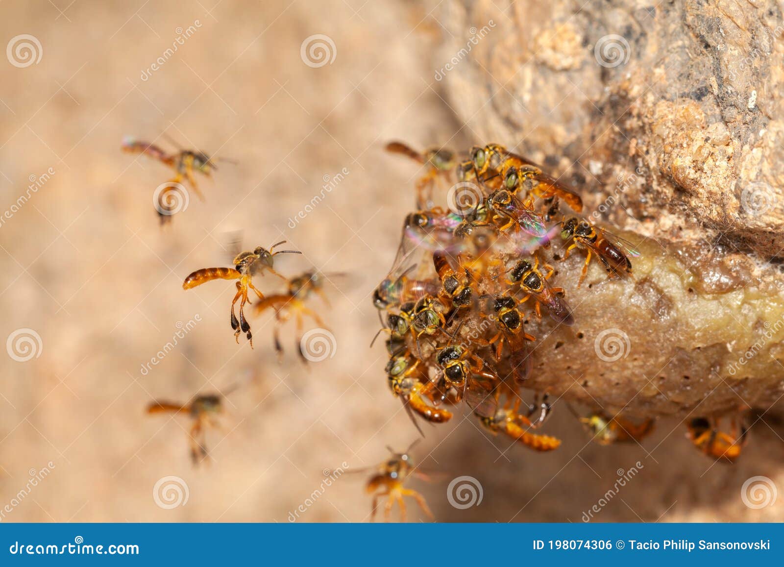 Tetragonisca Angustula Jatai Bess on Flight Close - Stingless Bee Stock ...