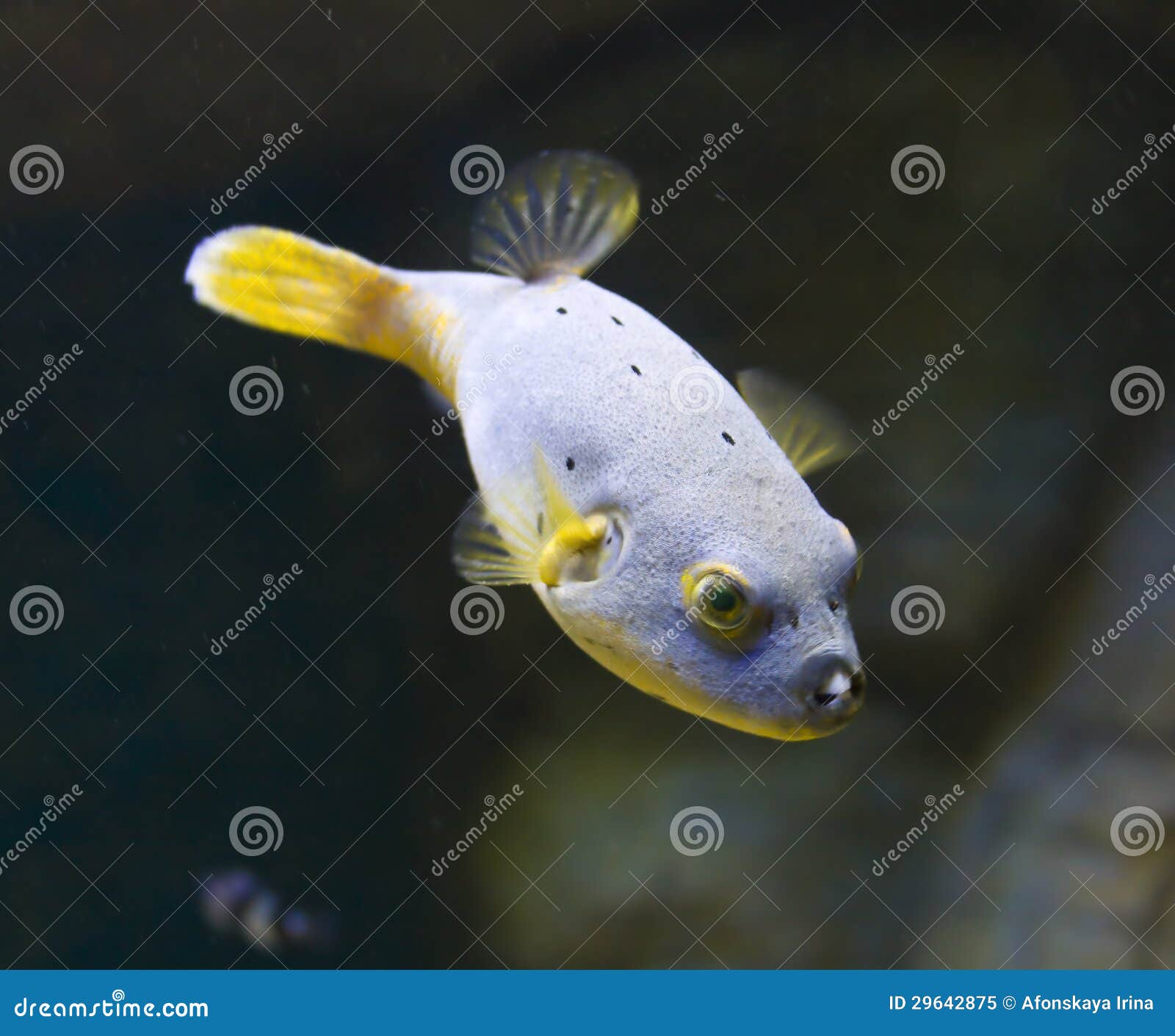 Tetraodon image stock. Image du poissons, africain, océan - 29642875