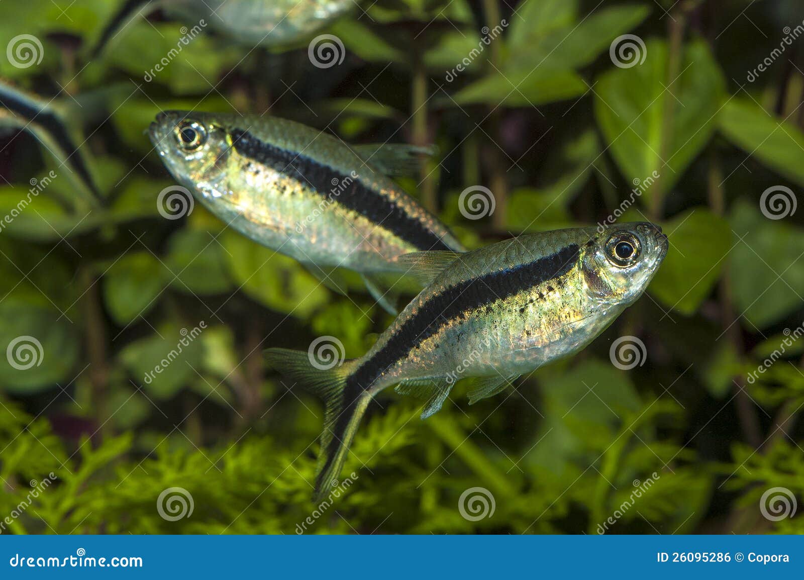 Tetras stock photo. Image of fish, helostoma, freshwater - 26095286