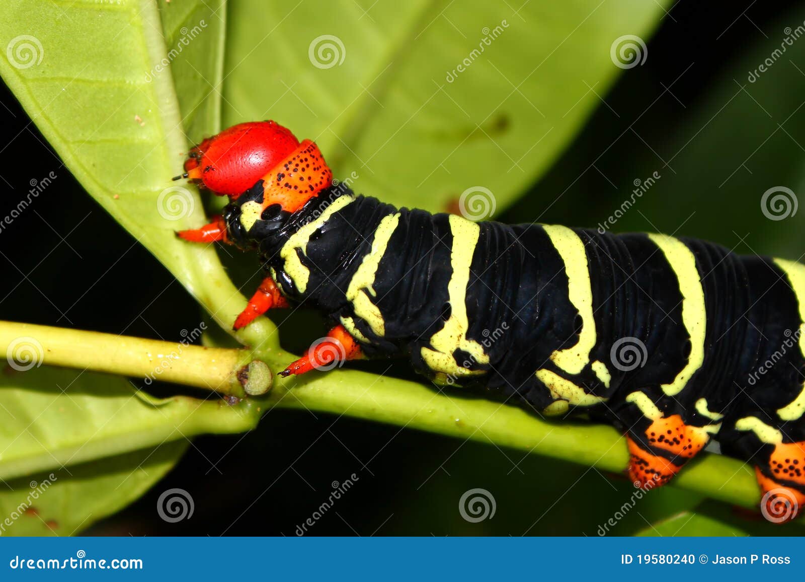 Tetrio Sphinx (Pseudosphinx Tetrio) Stock Photo - Image of life ...