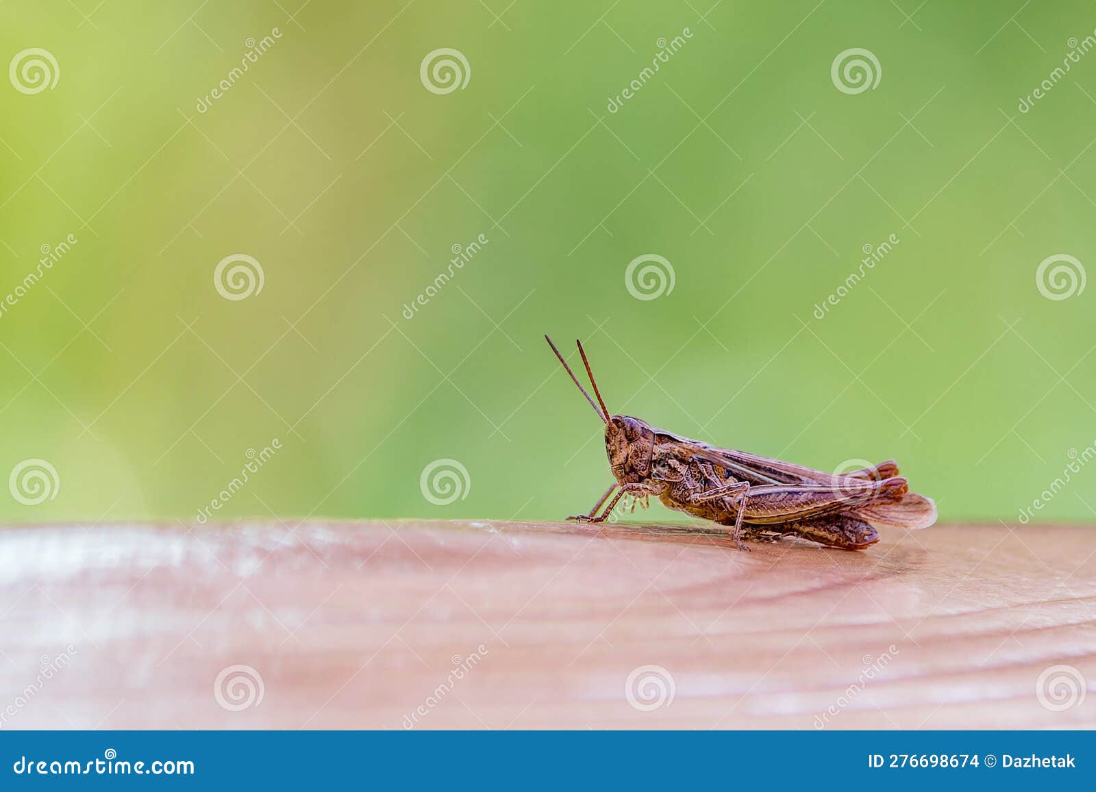 Tettigoniidae Commonly Called Katydids or Bush Crickets Stock Photo ...