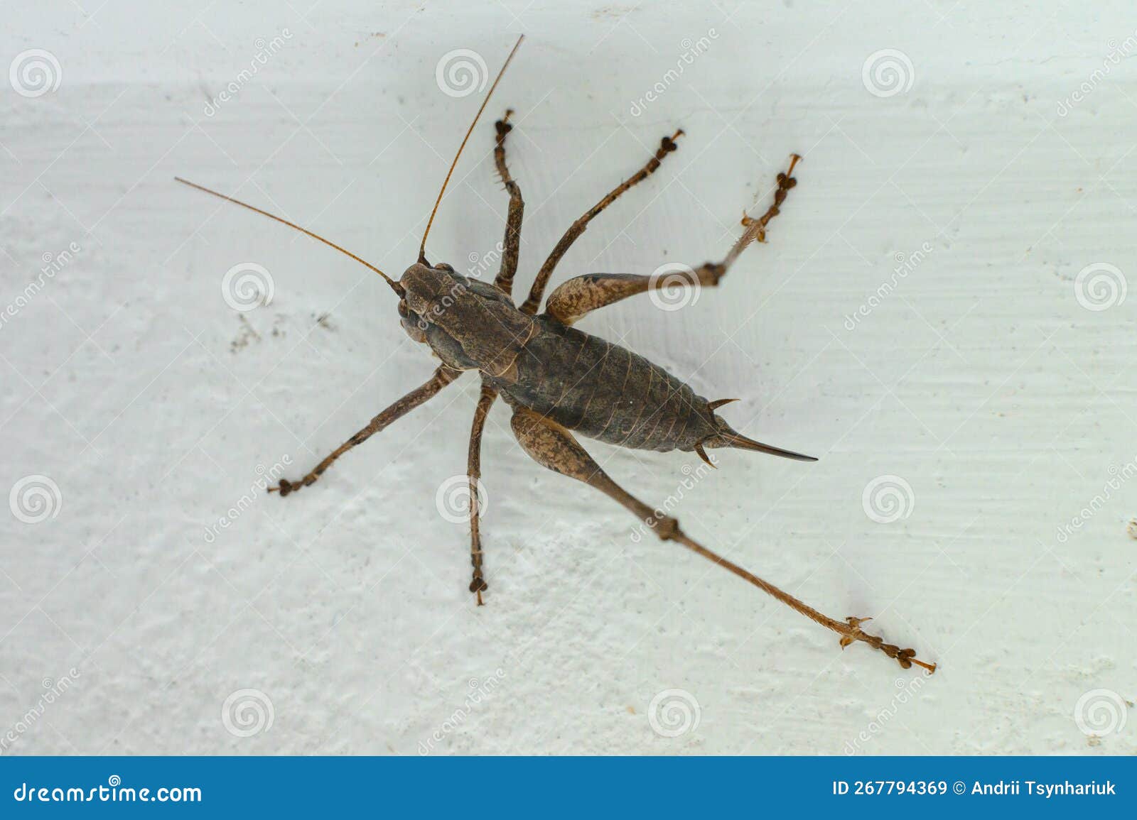Tettigoniidae with a Sharp Tail on a Wall in a House Stock Image ...