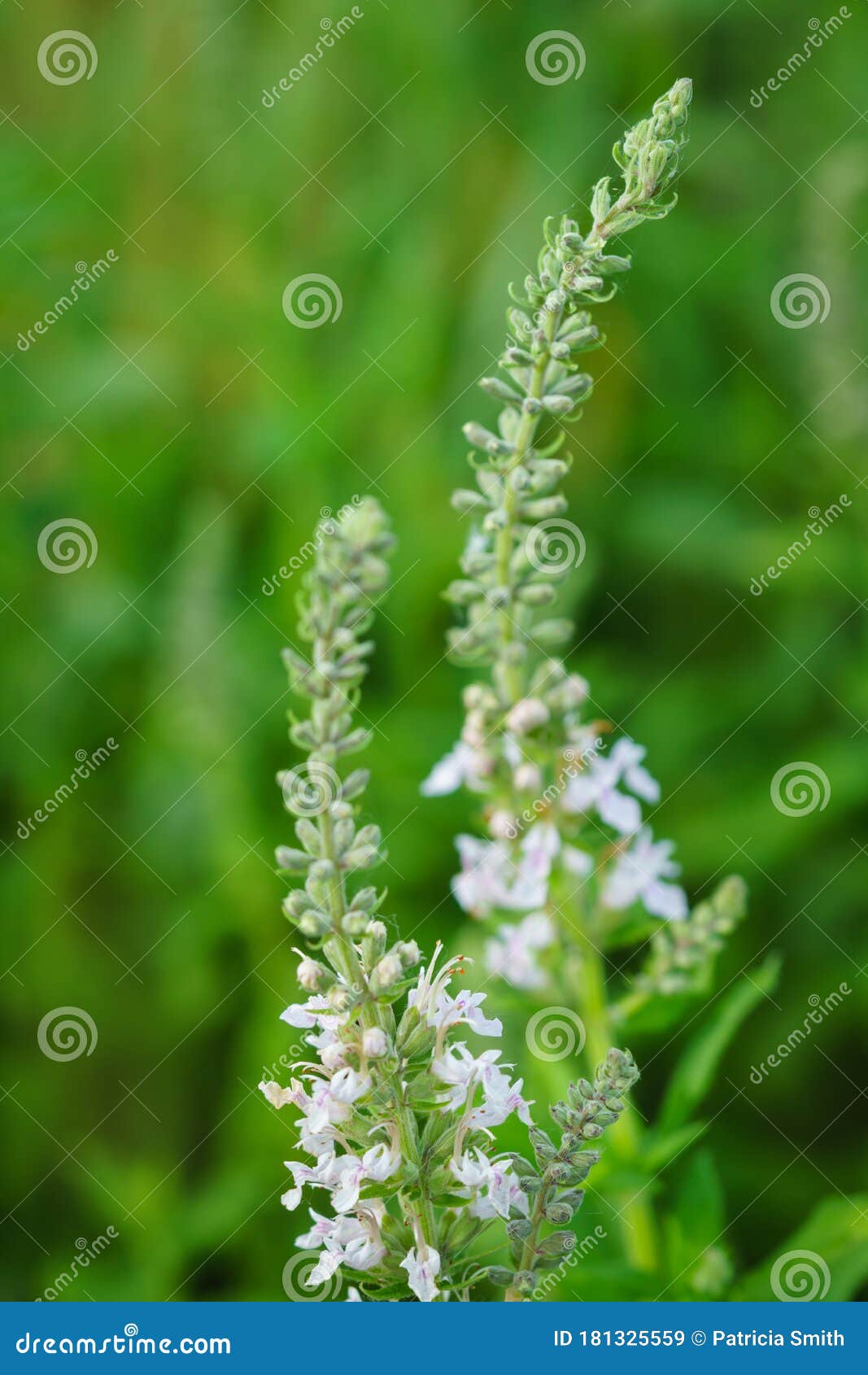 Teucrium Canadense - American Germander Stock Image - Image of american ...