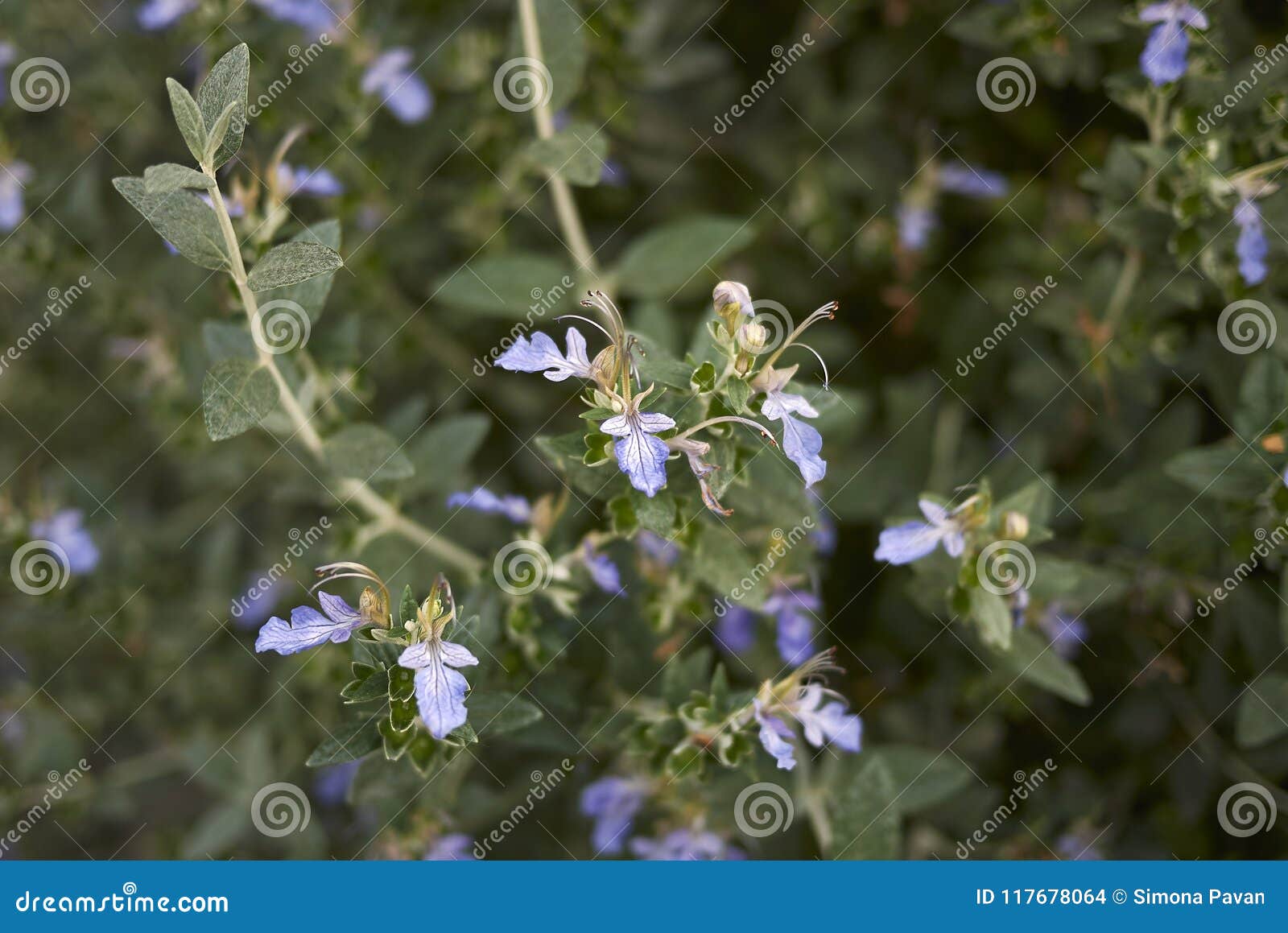 Teucrium fruticans blossom stock photo. Image of fruticans - 117678064