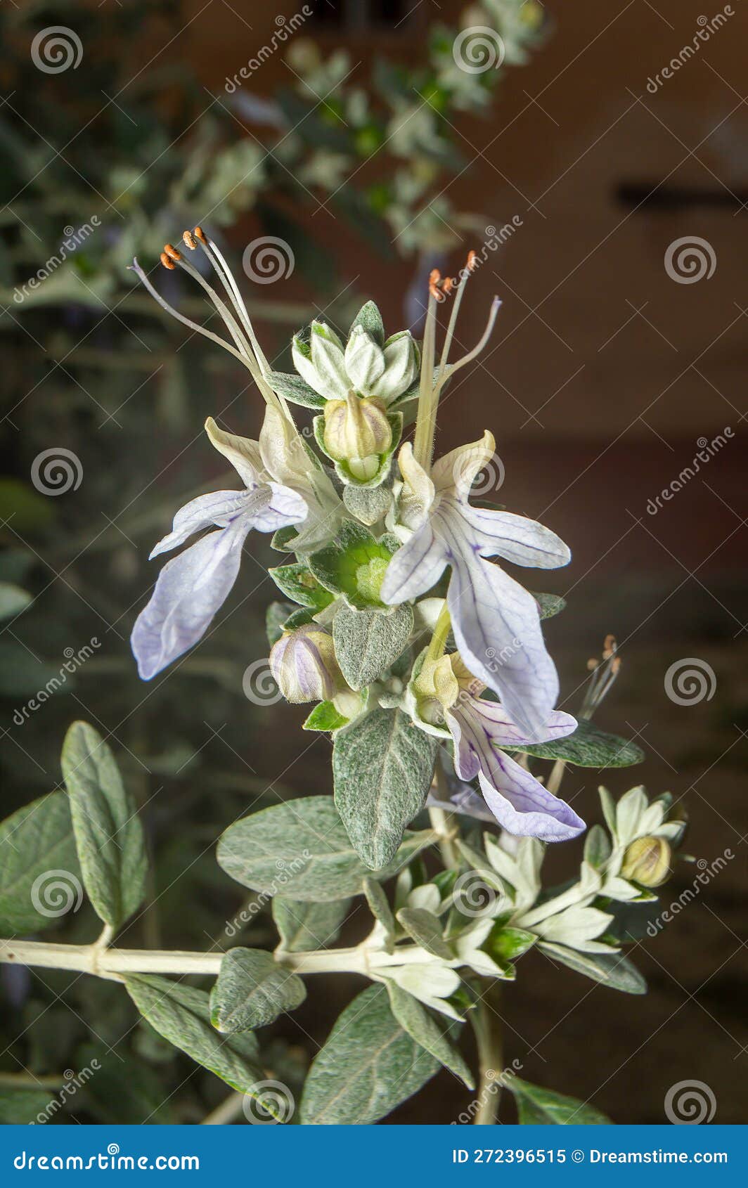 Teucrium fruticans plant stock image. Image of buds - 272396515