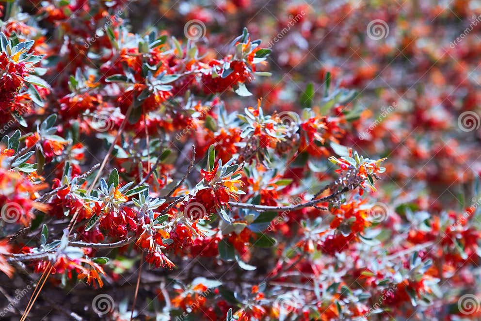 Teucrium Heterophyllum in Spring Day Stock Image - Image of bush ...