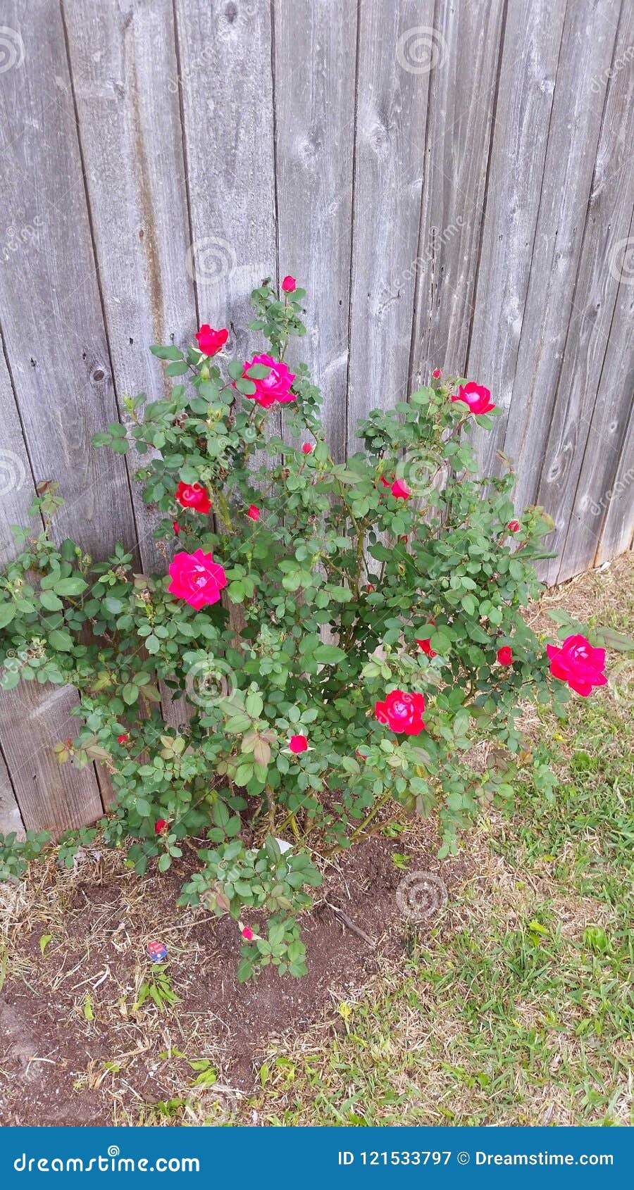 Texas rose stock image. Image of texas, home, texan - 121533797