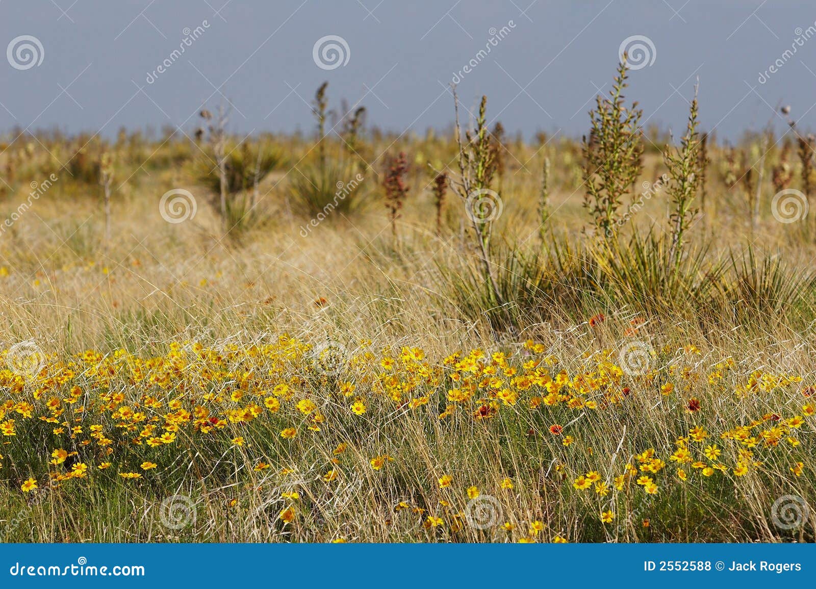 Texas stock photo. Image of prairie, green, trees, grass - 2552588