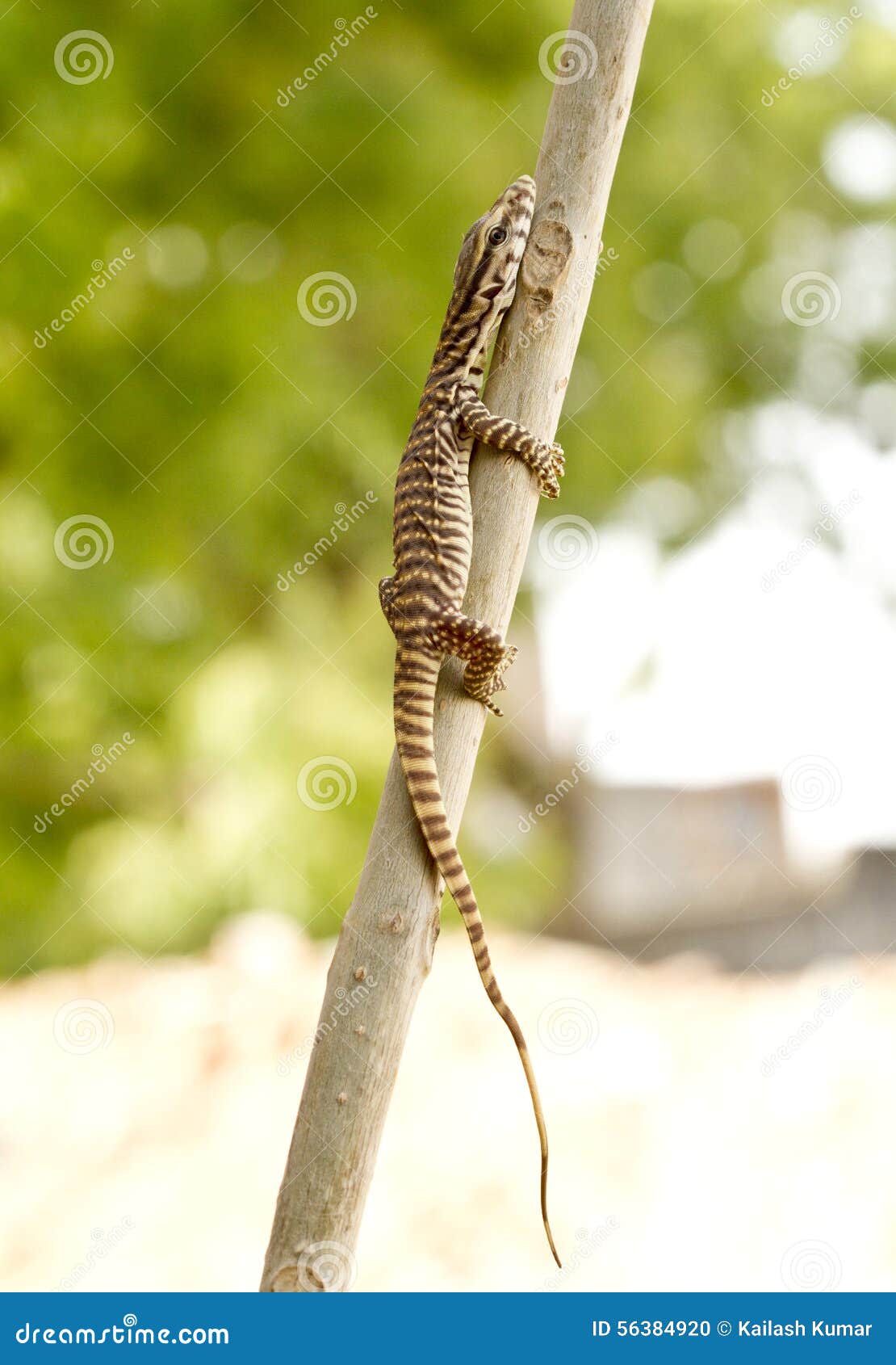 Texas alligator lizard stock photo. Image of danger, lizard - 56384920