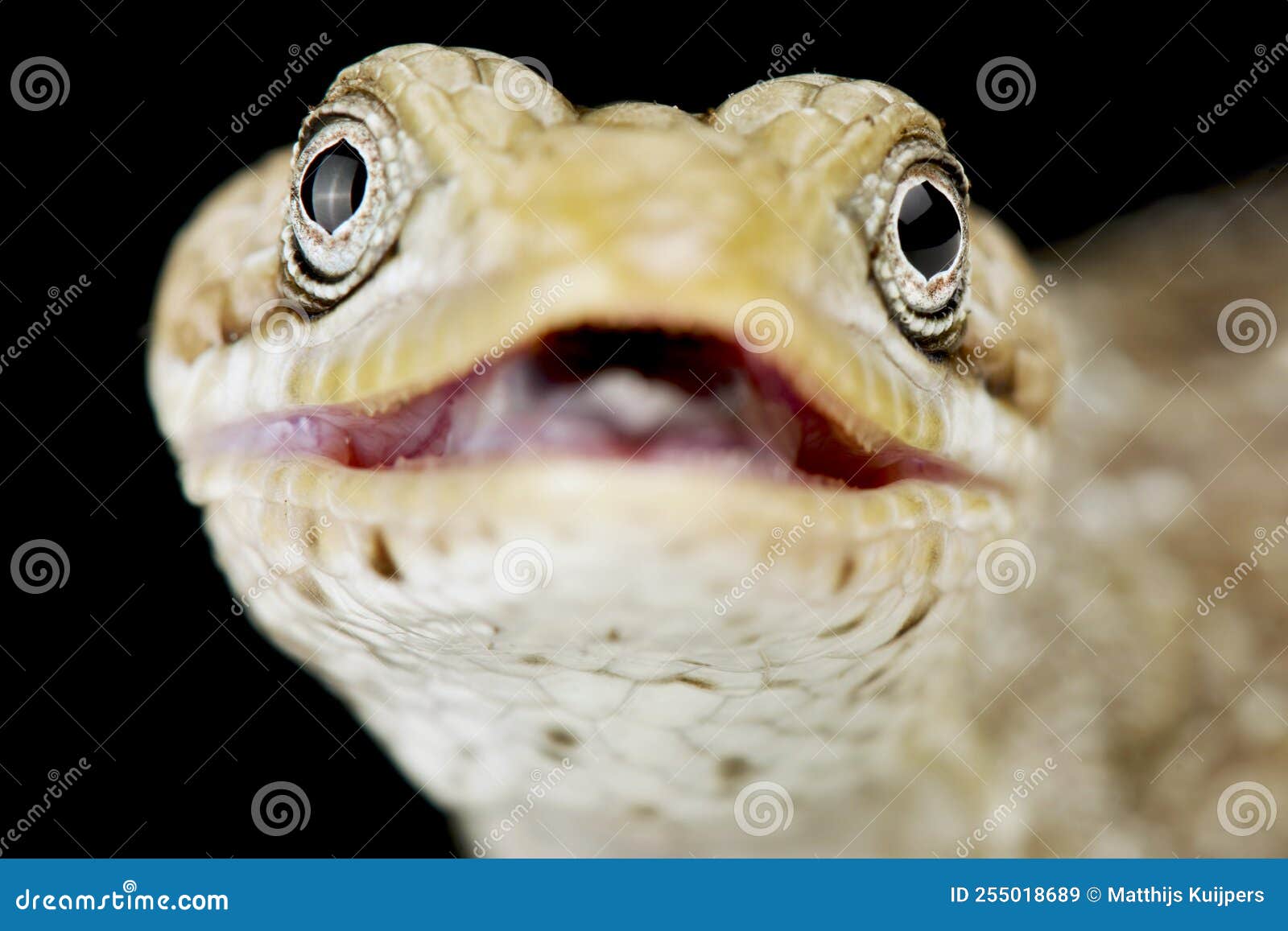 Texas Alligator Lizard Gerrhonotus Infernalis Stock Image - Image of ...