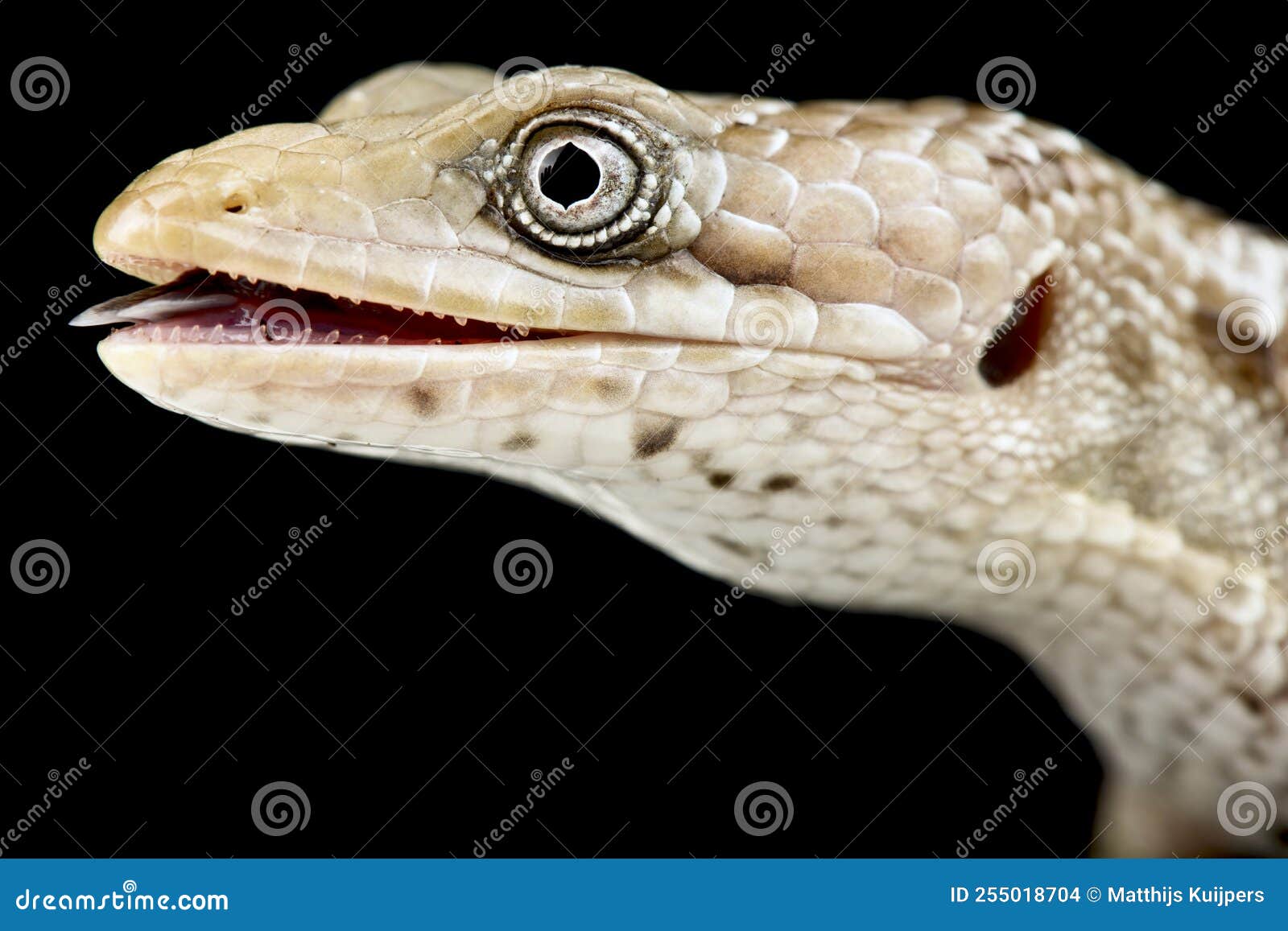 Texas Alligator Lizard Gerrhonotus Infernalis Stock Photo - Image of ...