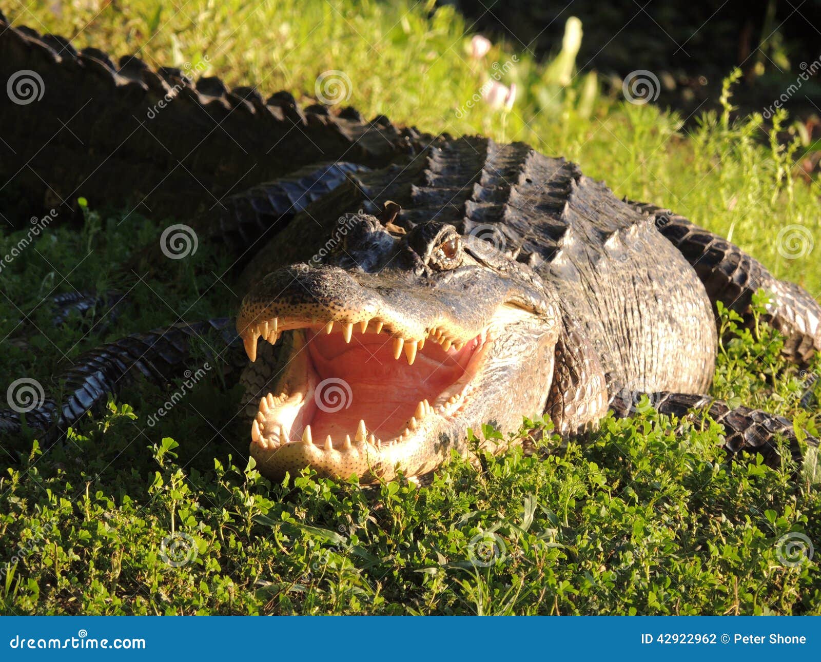 Fearsome and Hungry Texan Alligator Stock Photo - Image of threat ...