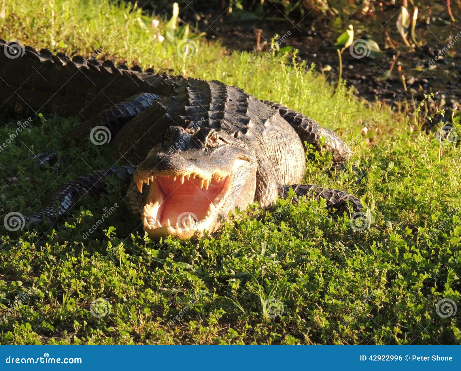 Texas Alligator stock photo. Image of swamp, texas, prey - 42922996