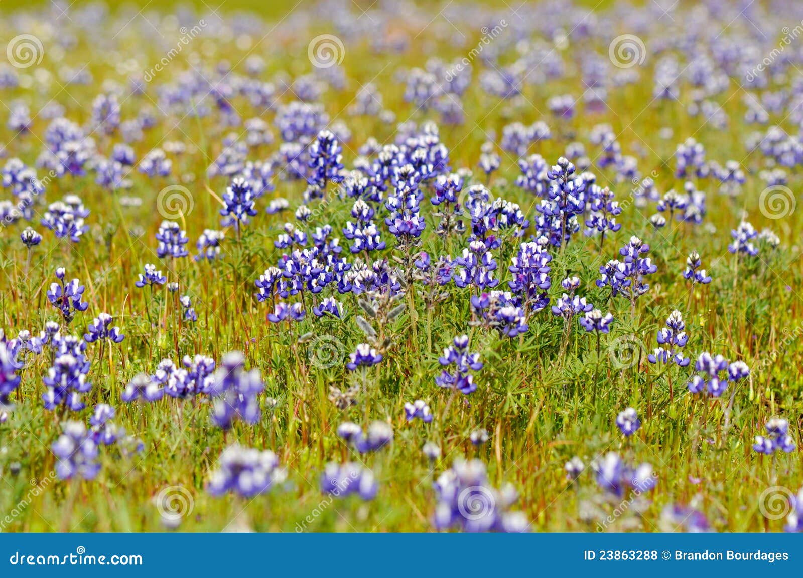 Texas Blue Bonnet stock photo. Image of wildflowers, texas - 23863288