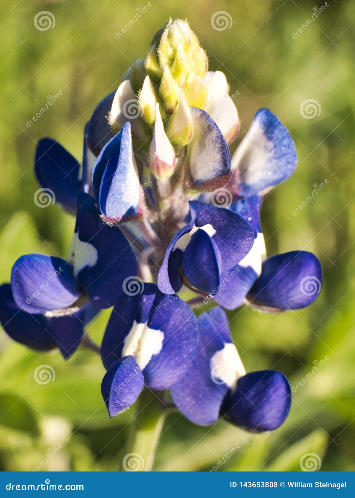 Texas Blue Bonnet Springtime Flower Stock Photo - Image of blue ...