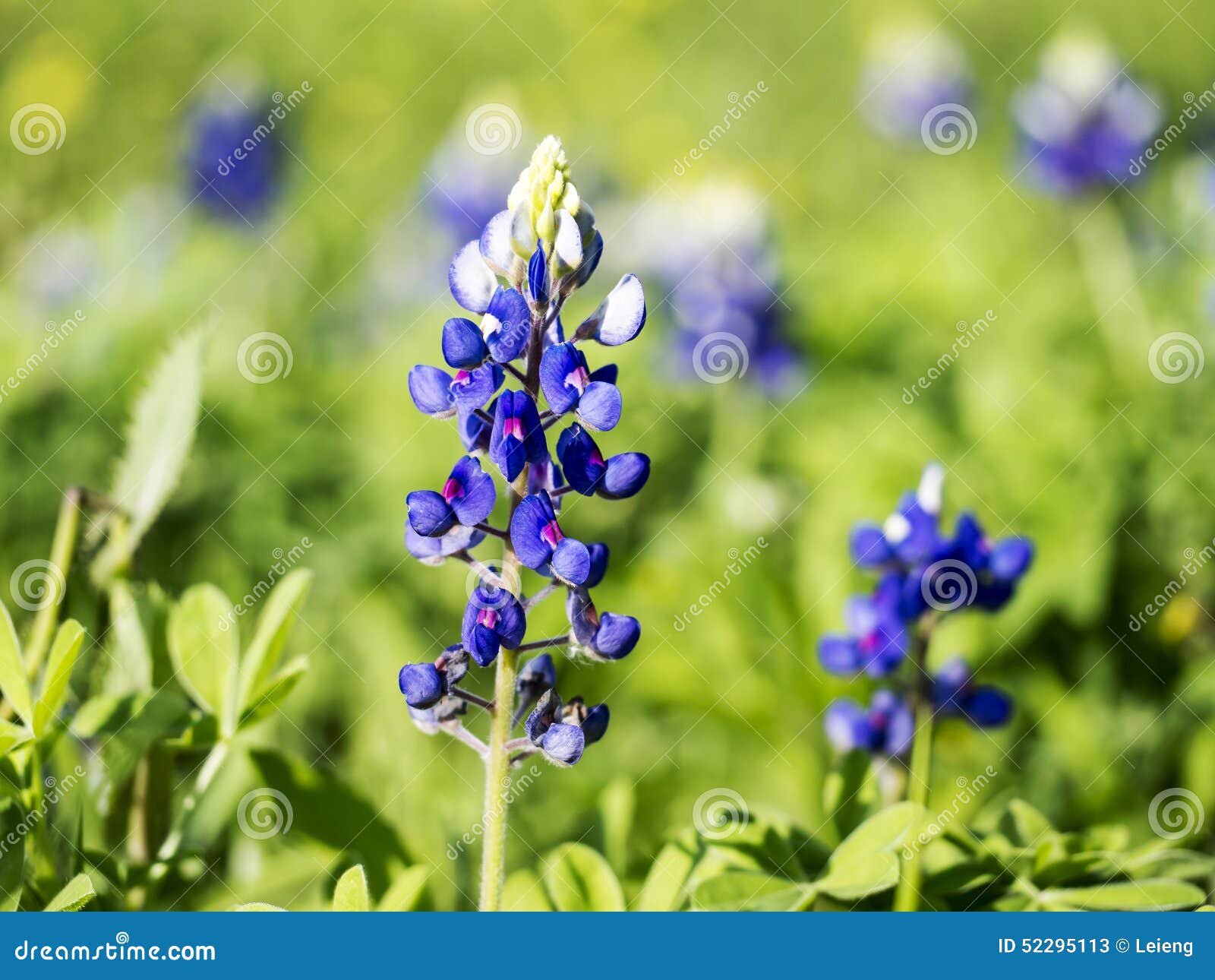 Texas Blue Bonnets stock image. Image of fresh, floral - 52295113