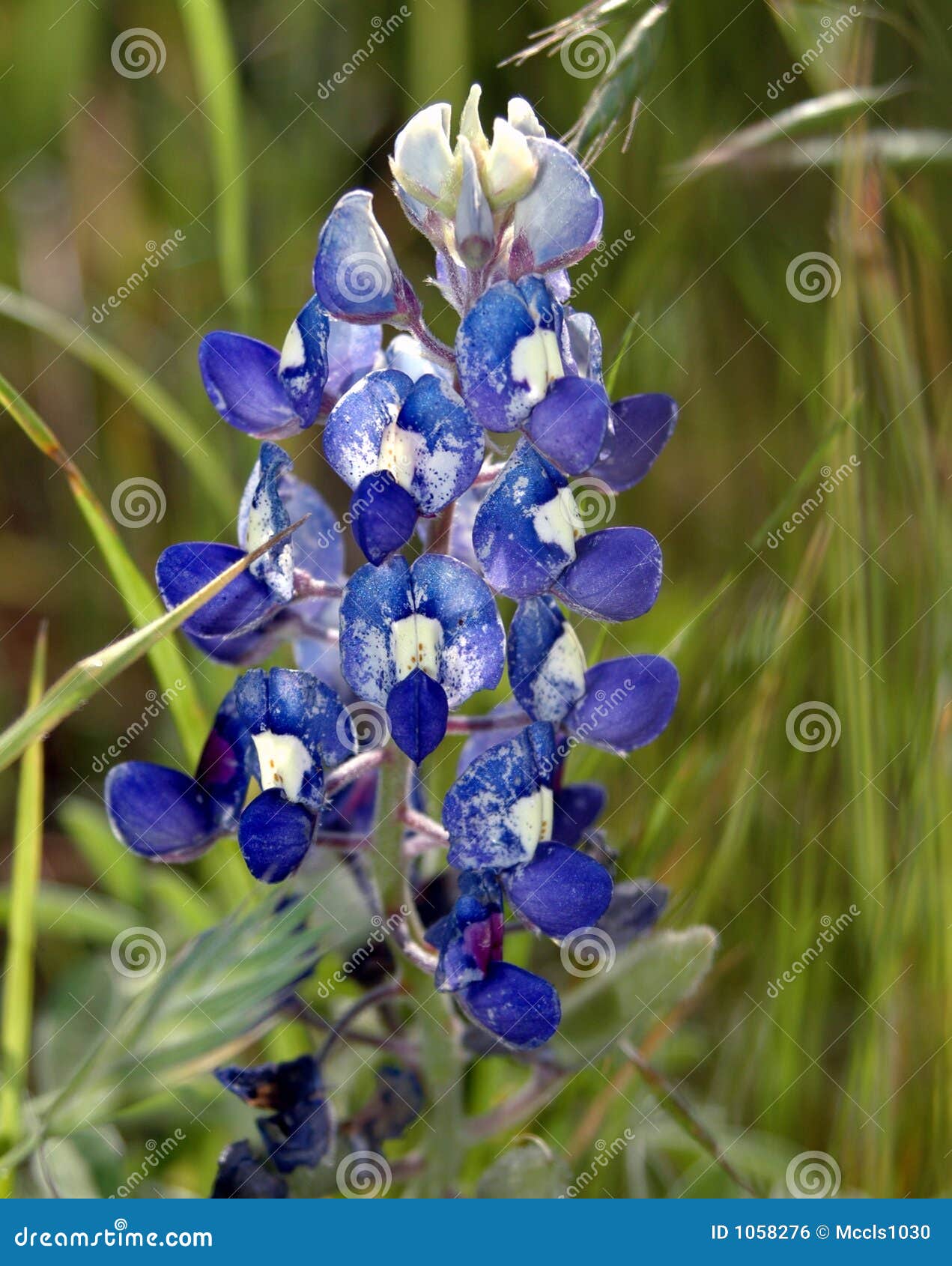 Texas Bluebonnet 162 stock photo. Image of county, nature - 1058276