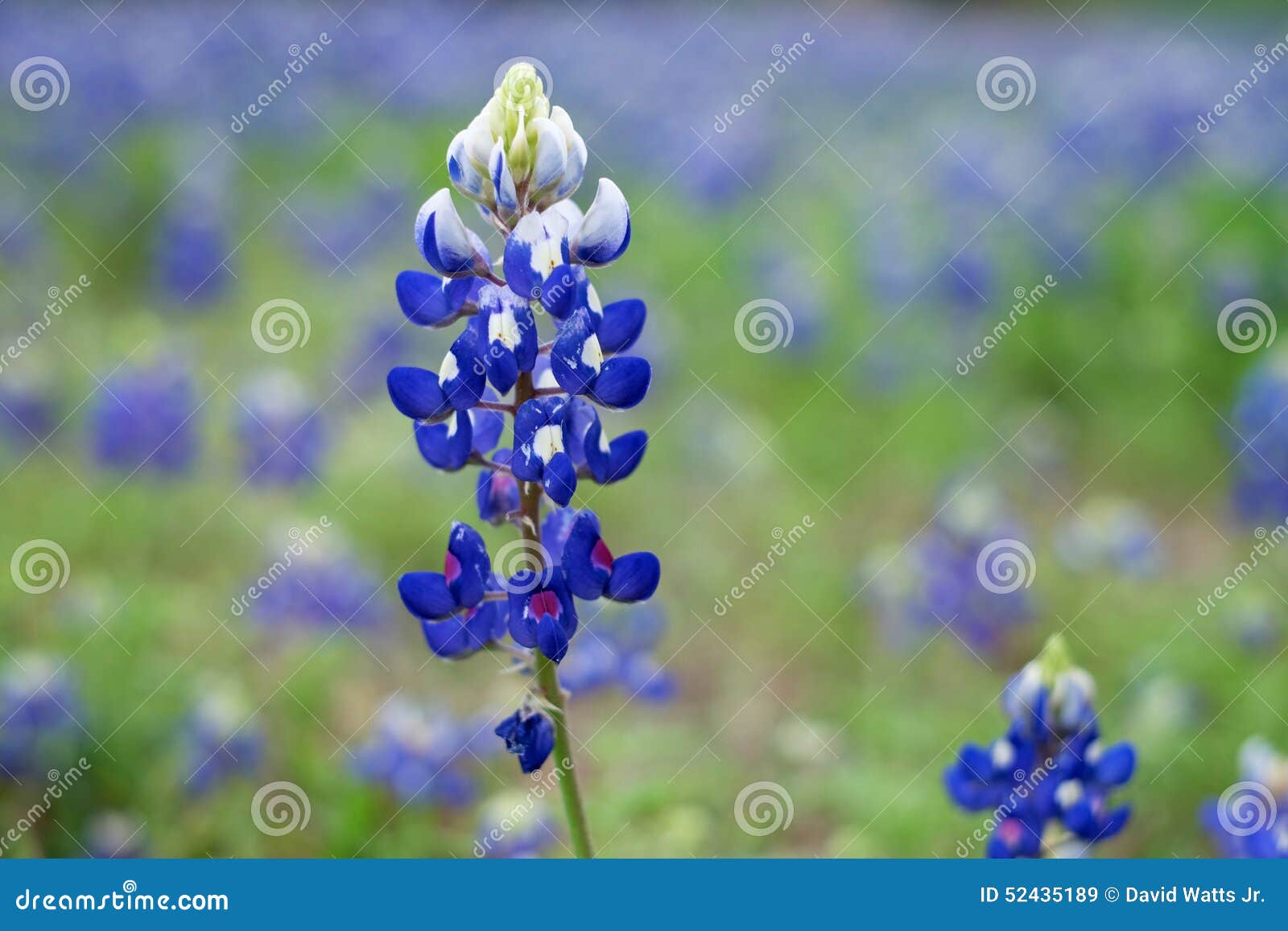 Texas Bluebonnet (Lupinus Texensis) Royalty-Free Stock Photography ...