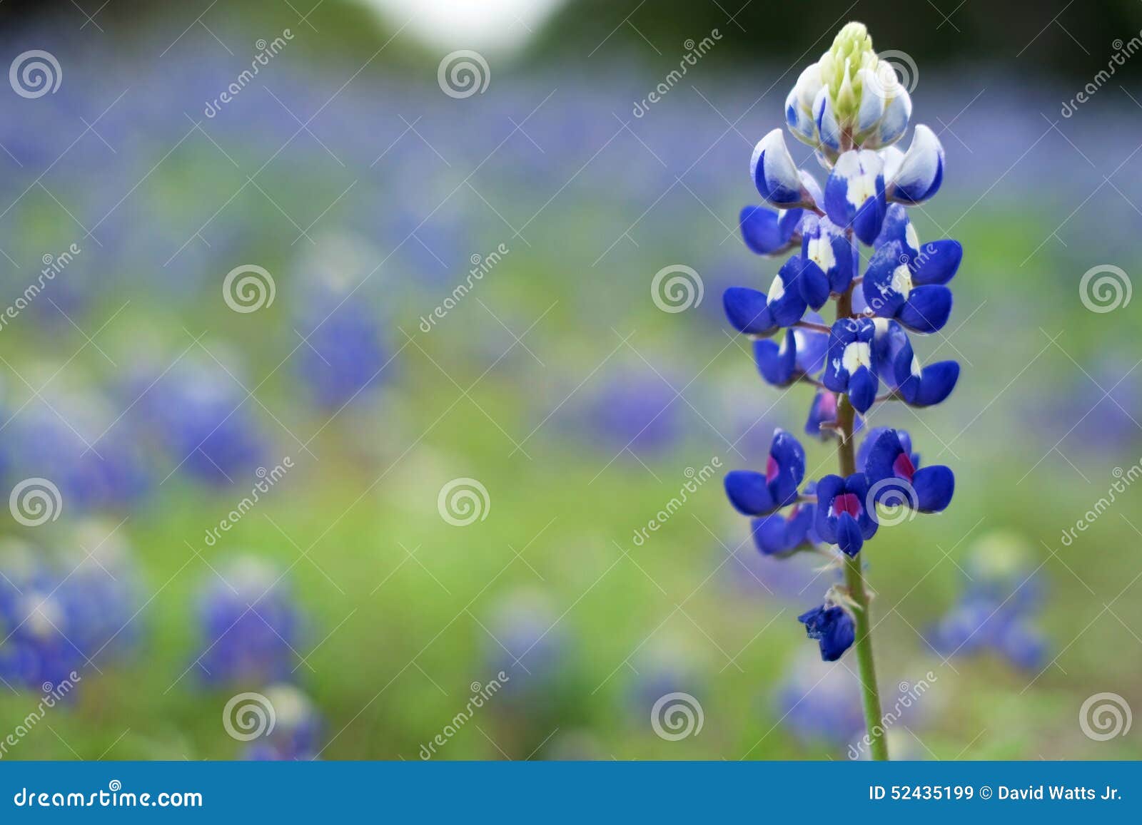 Texas Bluebonnet stock image. Image of texas, lupinus - 52435199