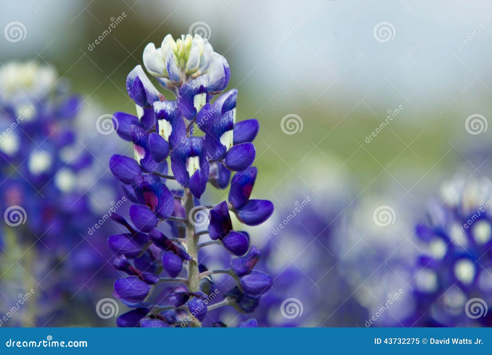 Texas Bluebonnet (Lupinus Texensis) Royalty-Free Stock Photography ...
