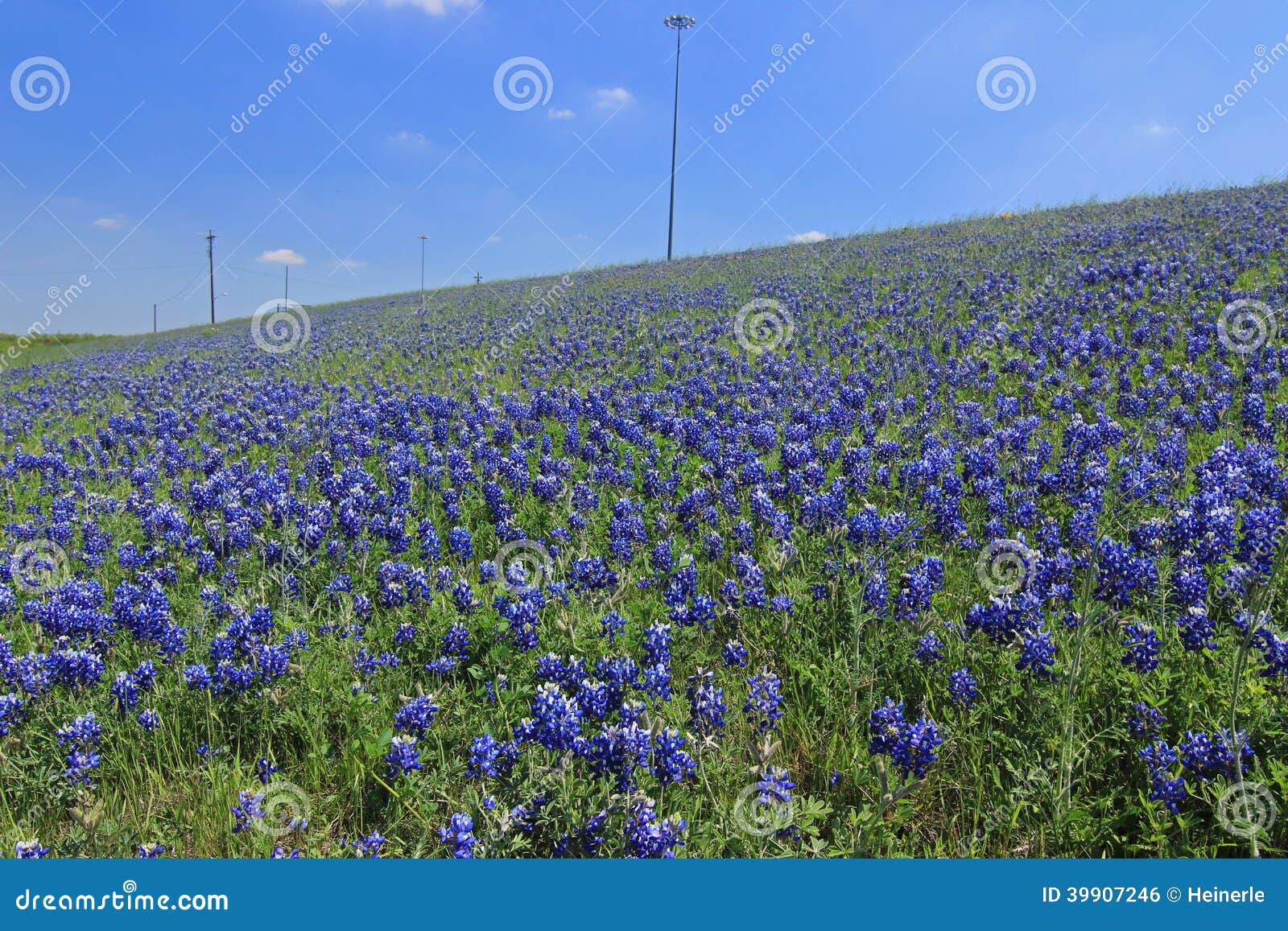 Texas Bluebonnet field stock photo. Image of flora, bluebonnets - 39907246