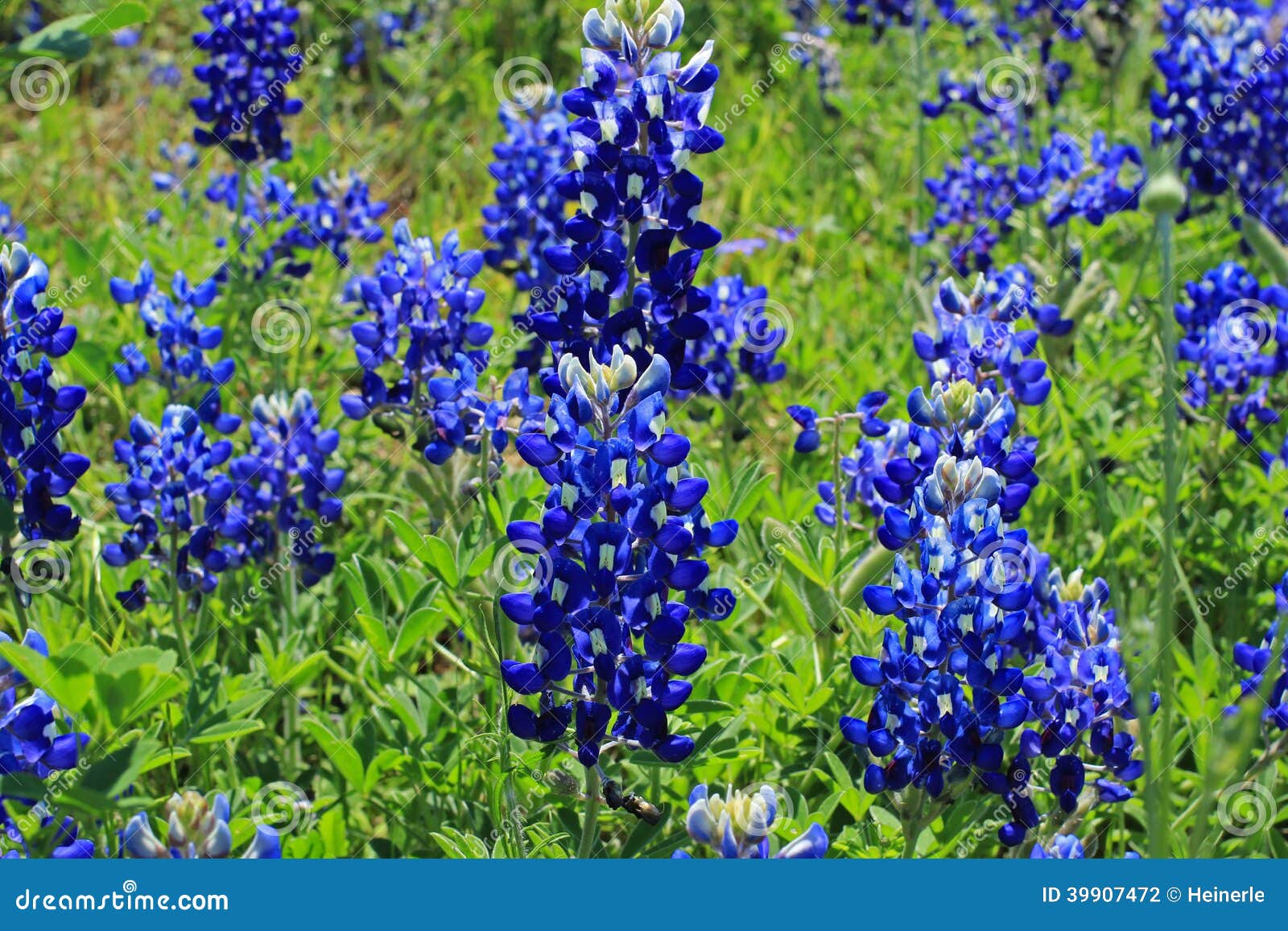 Texas Bluebonnet field stock photo. Image of blooming - 39907472