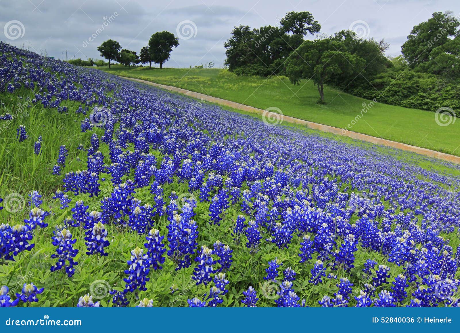 Texas Bluebonnet Field in Spring Stock Photo - Image of flower, trees ...