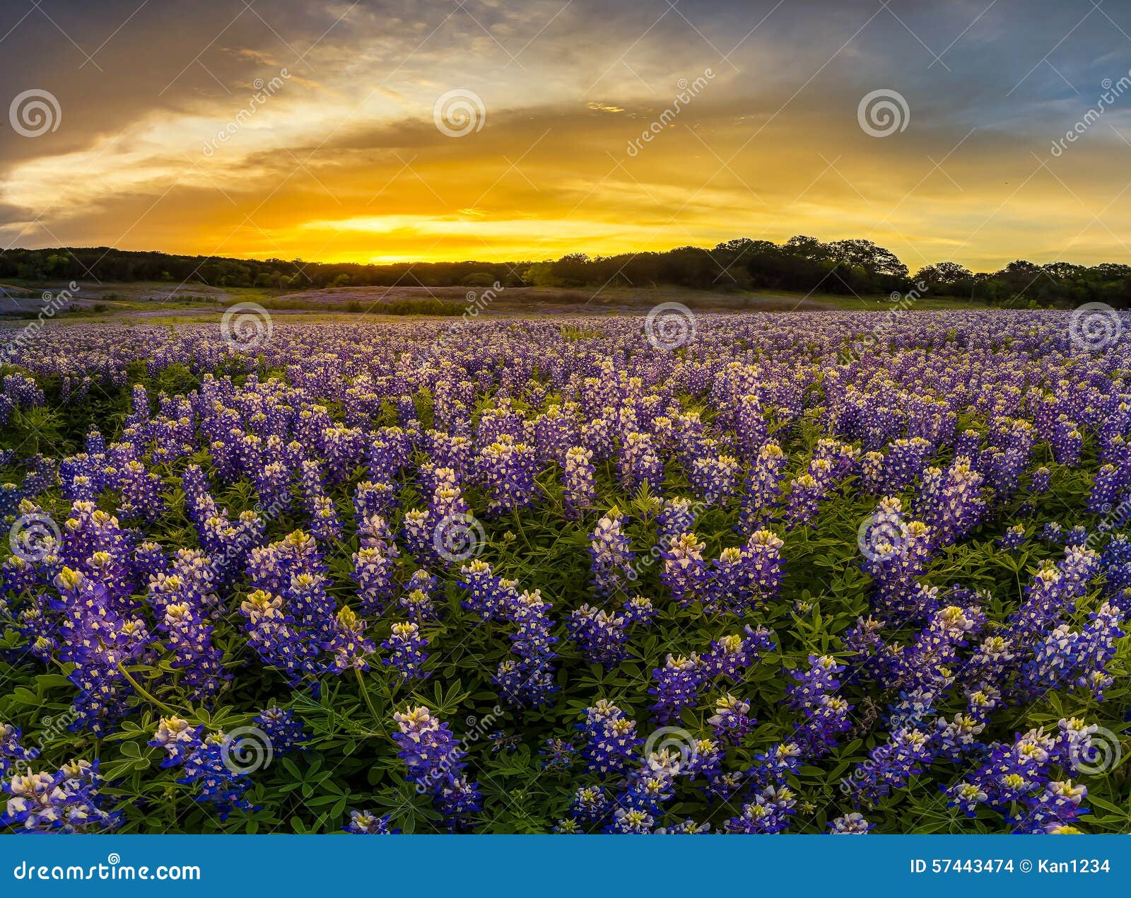 Texas Bluebonnet Field in Sunset at Muleshoe Bend Recreation are Stock ...