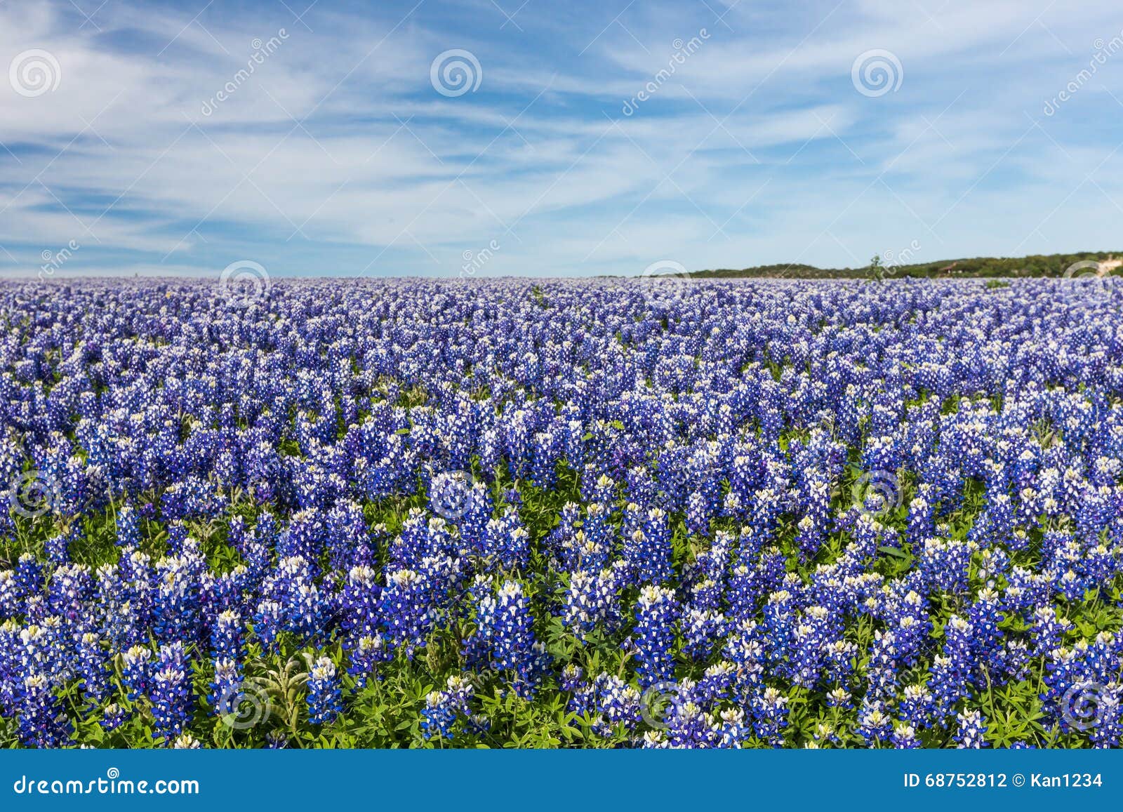 Texas Bluebonnet (Lupinus Texensis) Royalty-Free Stock Photo ...