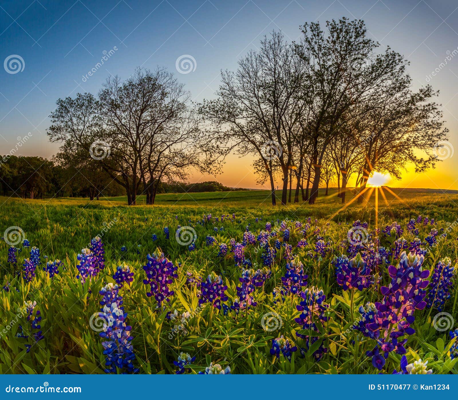 Texas Bluebonnet Filed at Sunset in Spring Stock Image - Image of ...