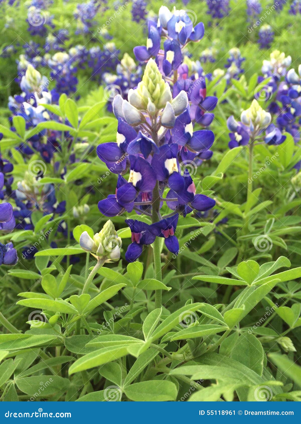 Texas Bluebonnet Flower stock image. Image of lone, state - 55118961