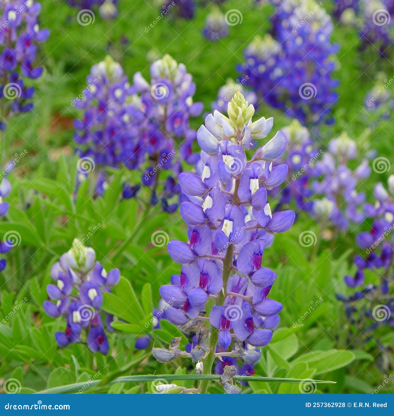 Texas bluebonnet stock photo. Image of lupinus, bluebonnet - 257362928