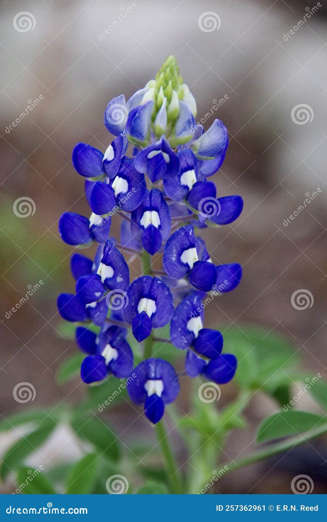 Texas bluebonnet stock image. Image of spring, sign - 257362961