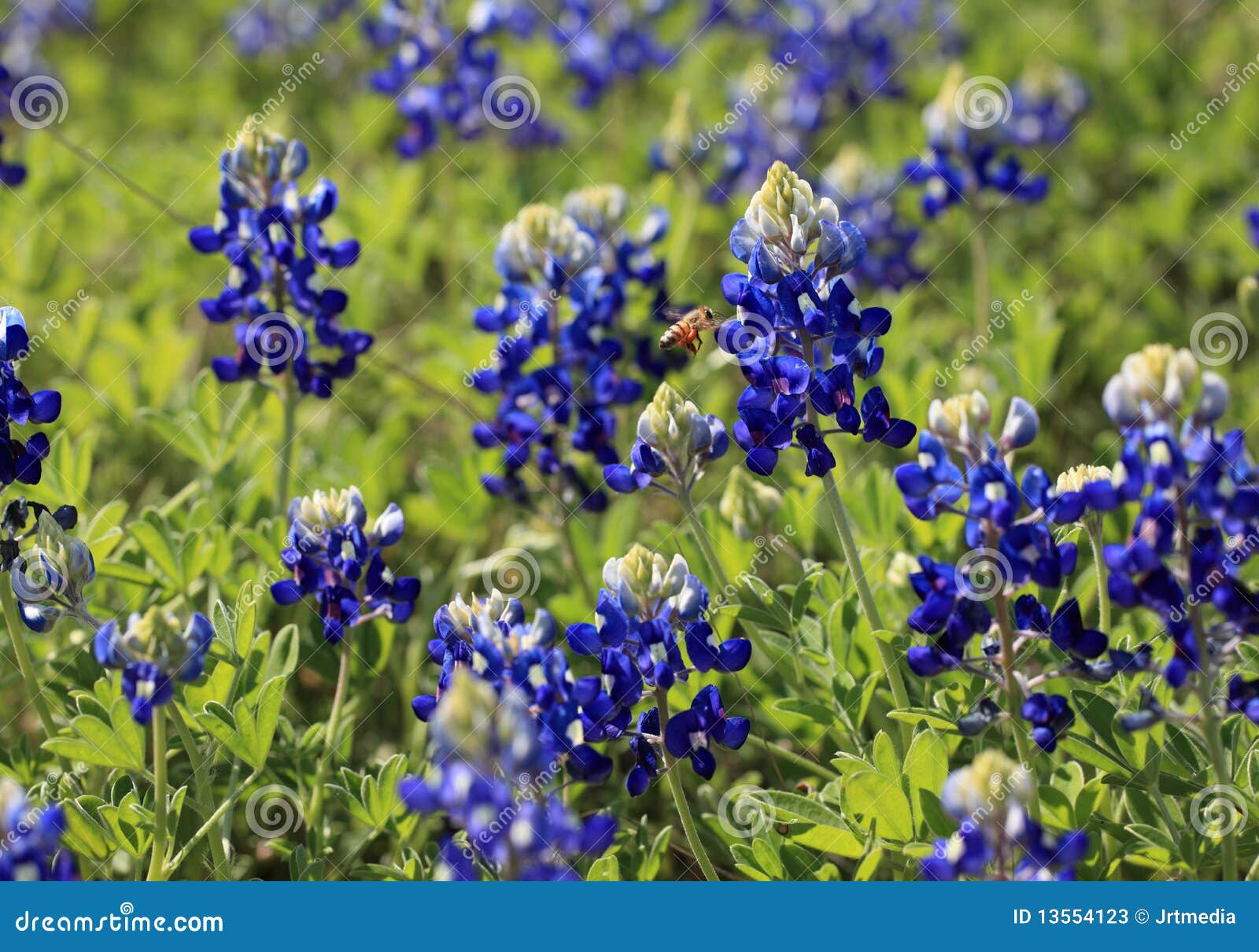 Texas Bluebonnets (Lupinus Texensis) Royalty-Free Stock Image ...