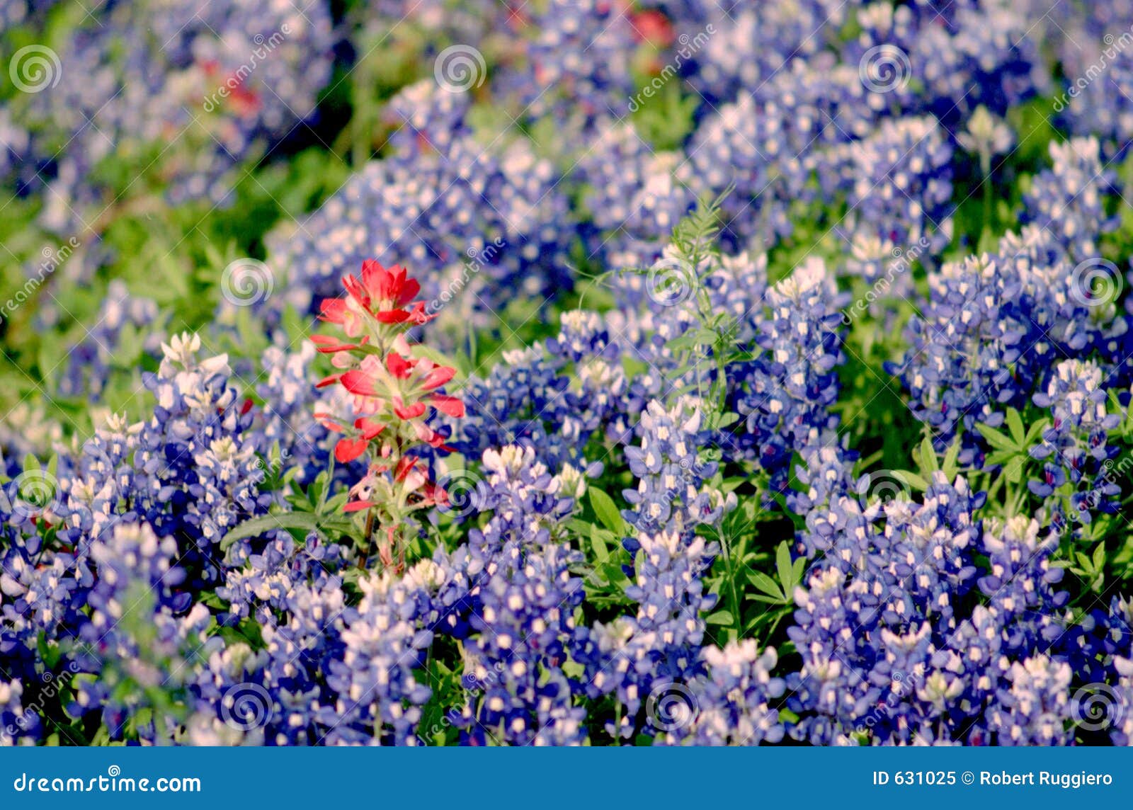 Texas Bluebonnets stock image. Image of austin, bluebonnets - 631025