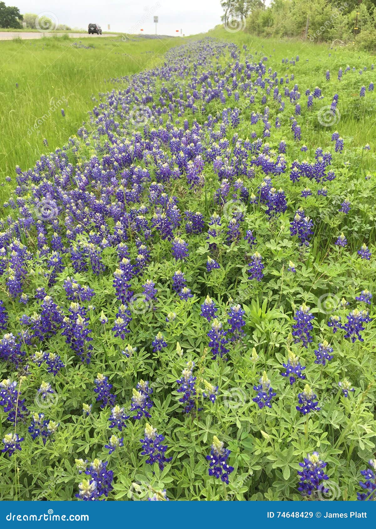 Texas Bluebonnets Along the Texas Highways Stock Image - Image of ...