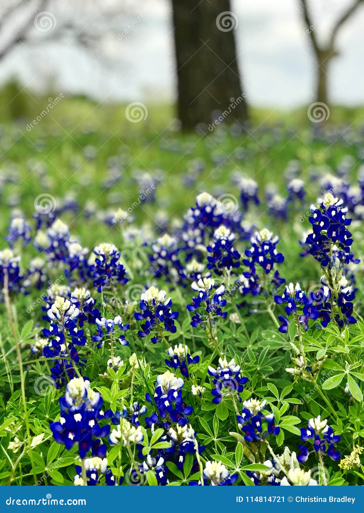 Bluebonnets stock image. Image of bluebonnets, texas - 114814721
