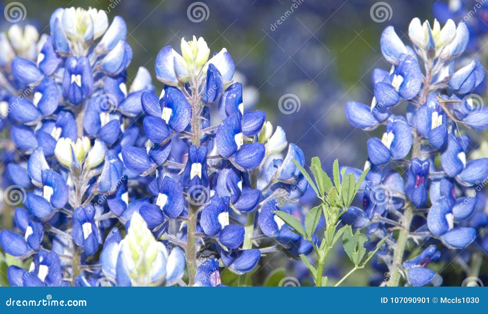 Texas Bluebonnets stock image. Image of landscape, bluebonnets - 107090901