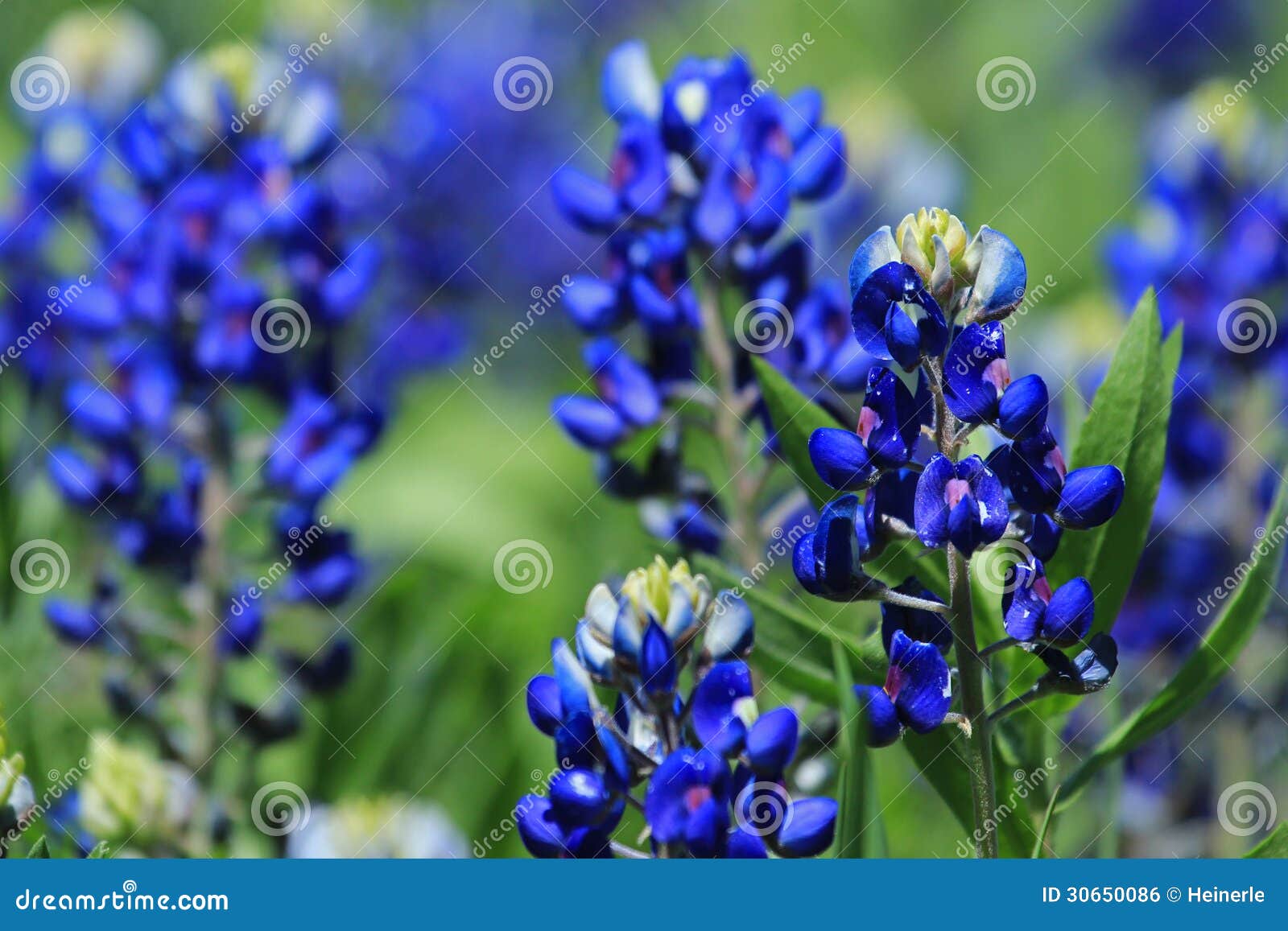 Texas Bluebonnets stock photo. Image of bluebonnets, park - 30650086