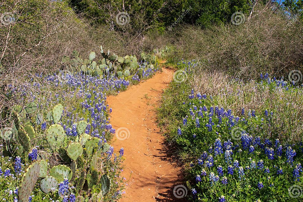 Texas Bluebonnets on a Foothpath Trail at Inks Lake State Park, Texas ...