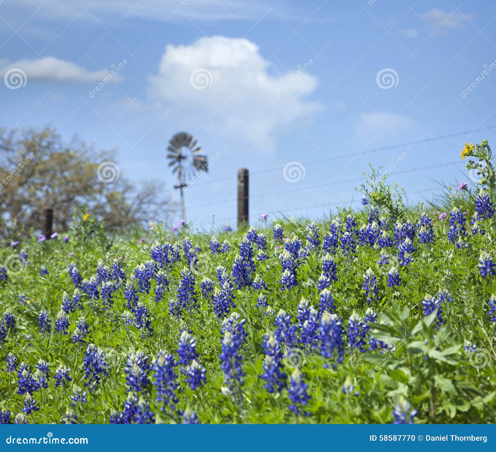 Texas Bluebonnets on Hillside with Windmill in Background Stock Photo ...
